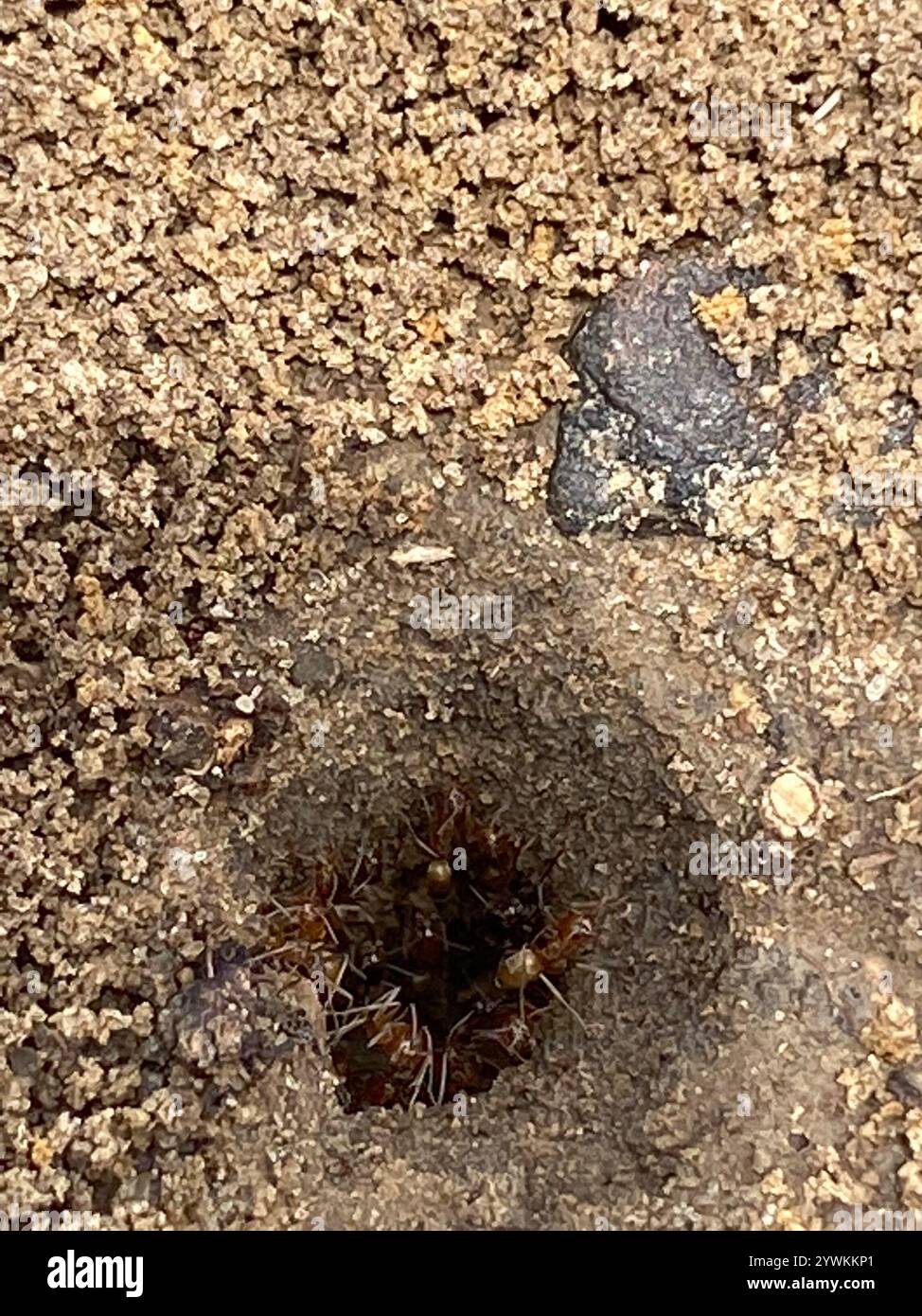 Yellow Pyramid Ant (Dorymyrmex flavus Stock Photo - Alamy