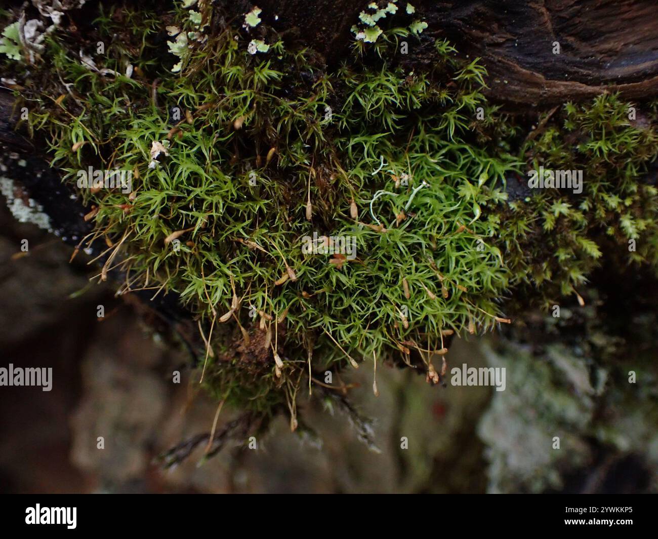 Silky Forklet-moss (Dicranella heteromalla Stock Photo - Alamy