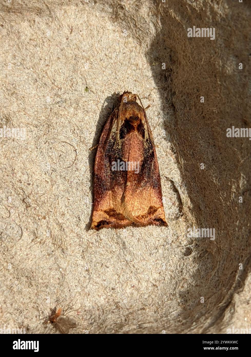 Archips podana hi-res stock photography and images - Alamy