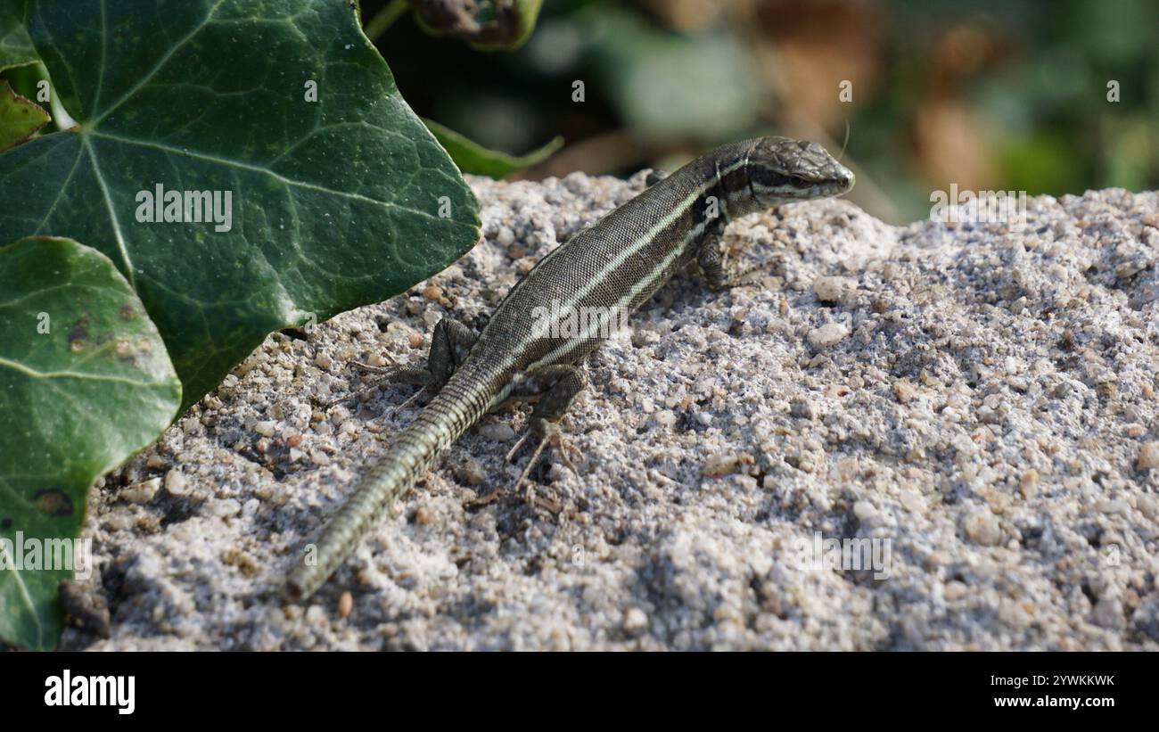 Common Wall Lizard (Podarcis muralis Stock Photo - Alamy