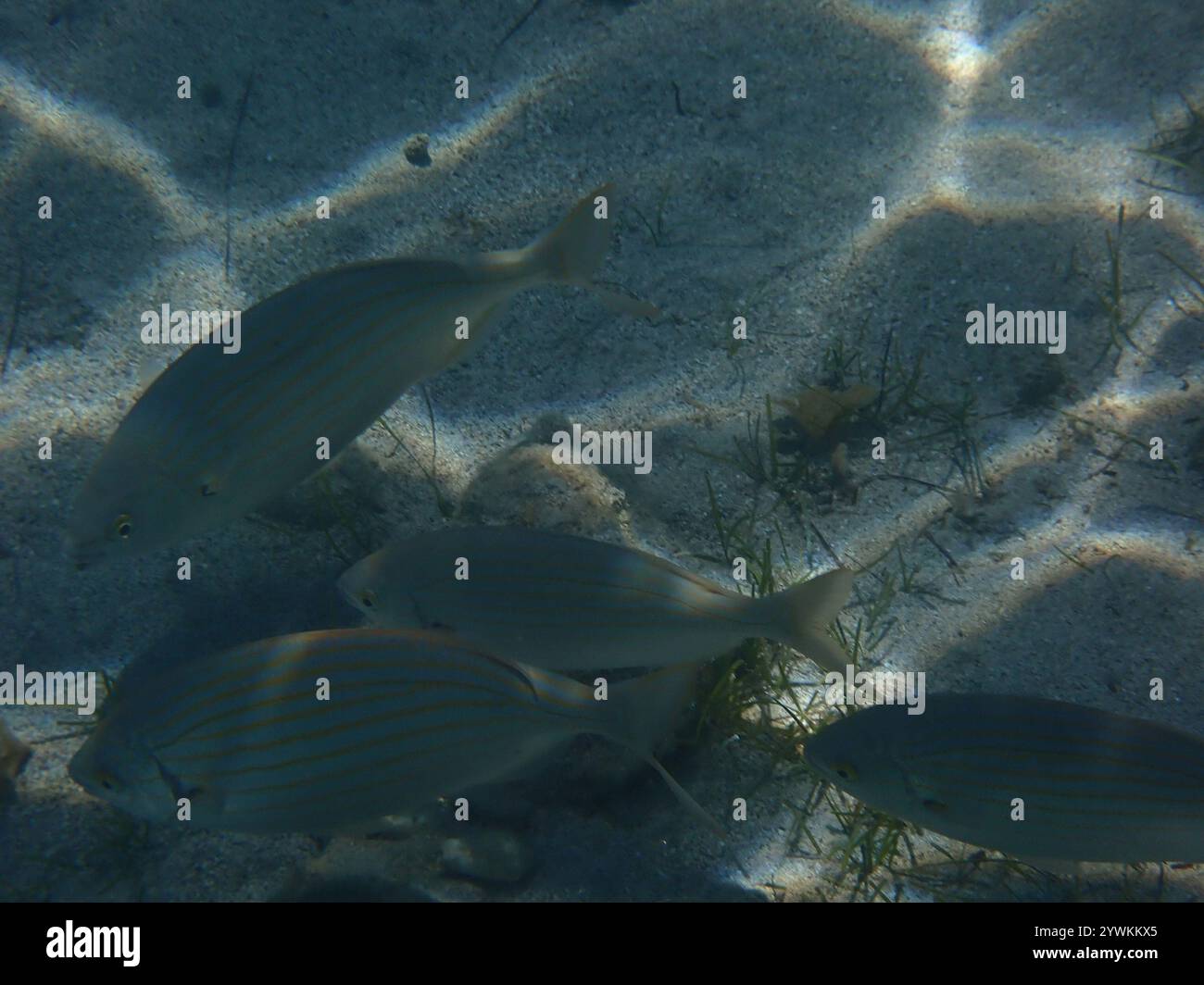 Salema Porgy (Sarpa salpa Stock Photo - Alamy