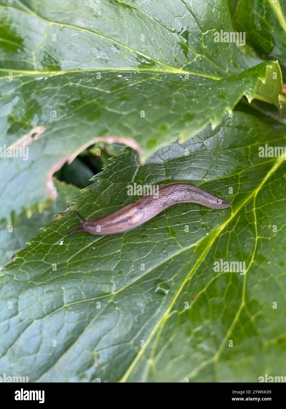 Smooth Land Slugs (Deroceras Stock Photo - Alamy