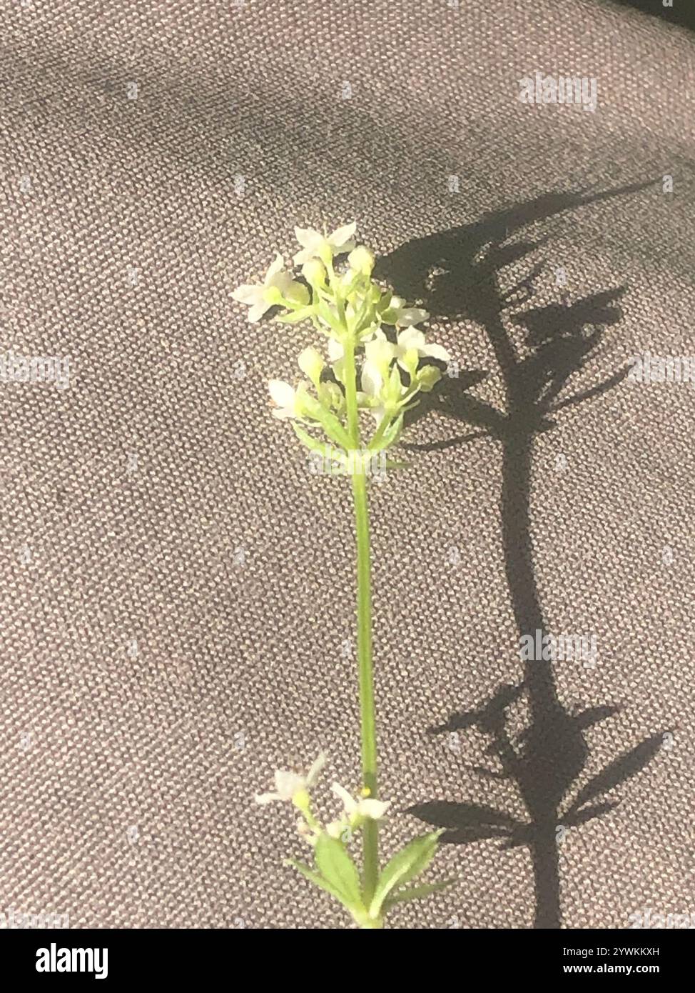 Heath Bedstraw (Galium saxatile Stock Photo - Alamy