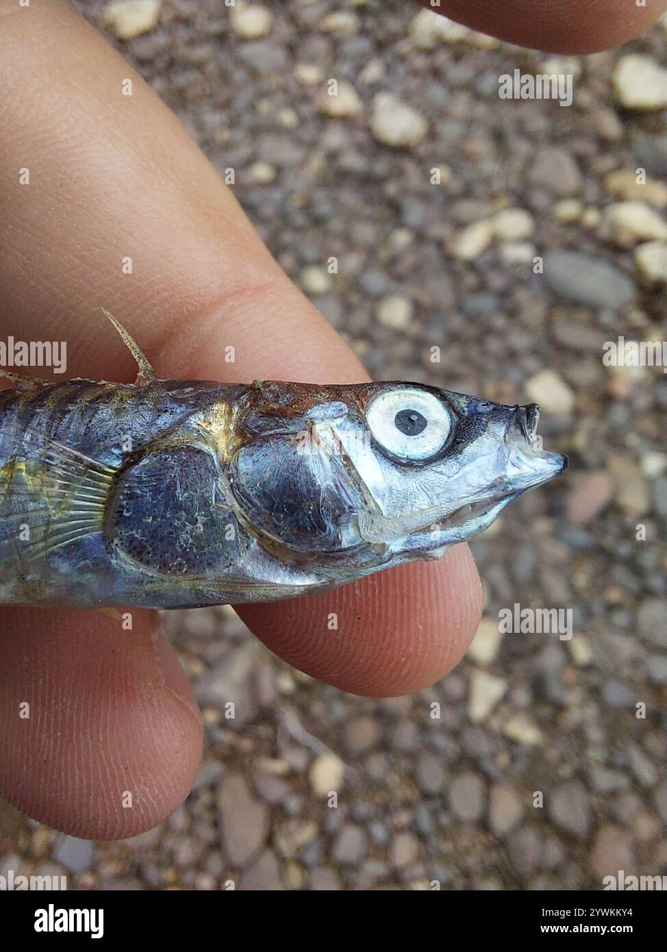 Threespine Stickleback (Gasterosteus aculeatus Stock Photo - Alamy