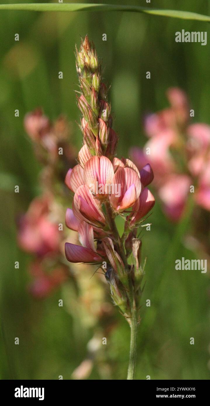 Hungarian sainfoin hi-res stock photography and images - Alamy