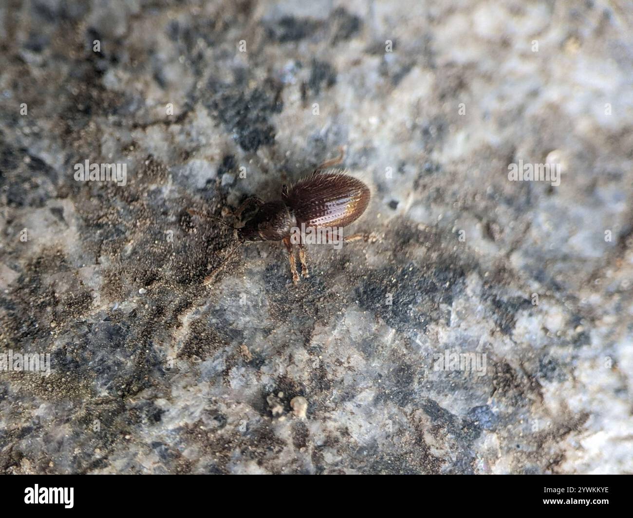 Hairy Spider Weevil (Barypeithes pellucidus Stock Photo - Alamy