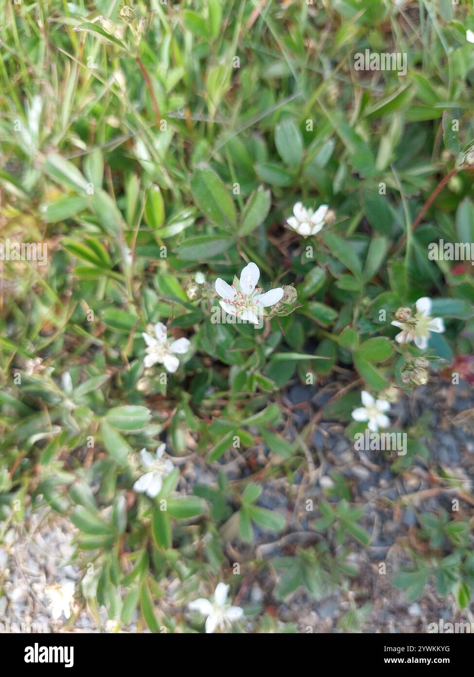 three-toothed cinquefoil (Sibbaldiopsis tridentata Stock Photo - Alamy