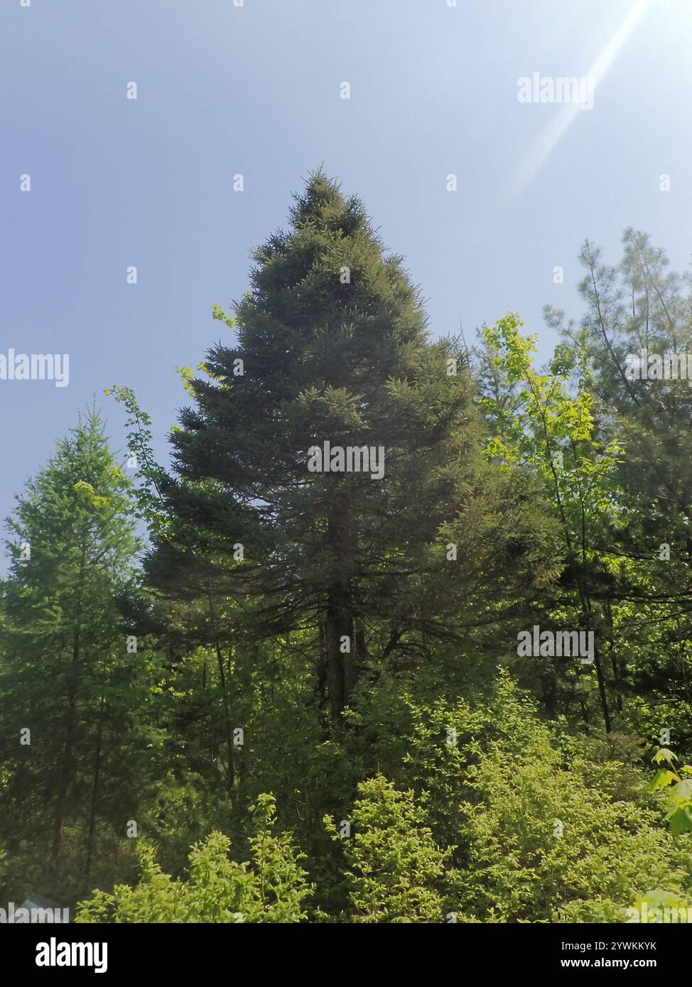 pines, spruces, larches, and allies (Pinoideae Stock Photo - Alamy