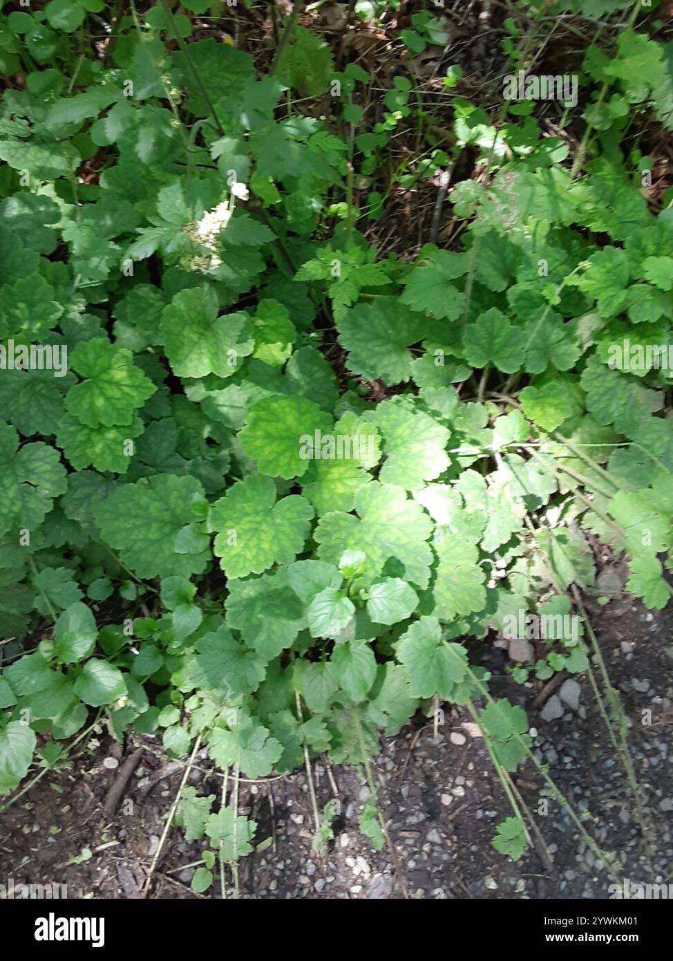 fringe cups (Tellima grandiflora Stock Photo - Alamy