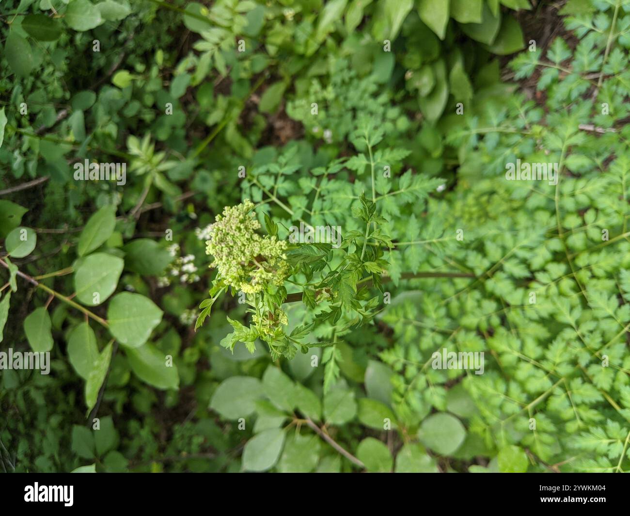 Osha (Ligusticum porteri Stock Photo - Alamy