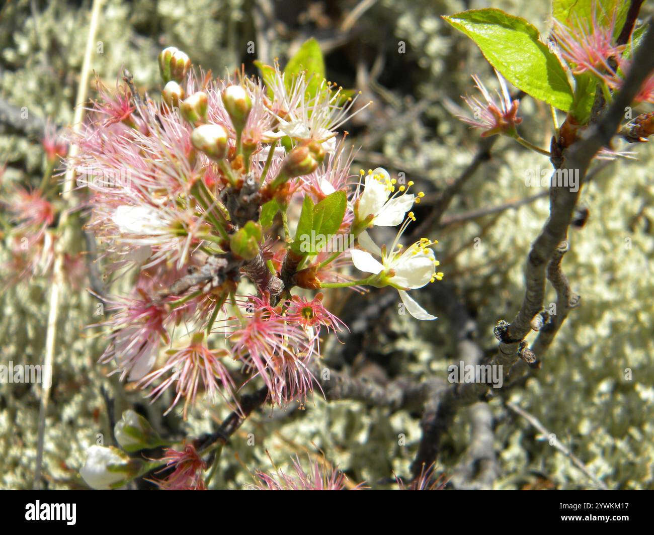 Beach Plum (Prunus maritima Stock Photo - Alamy