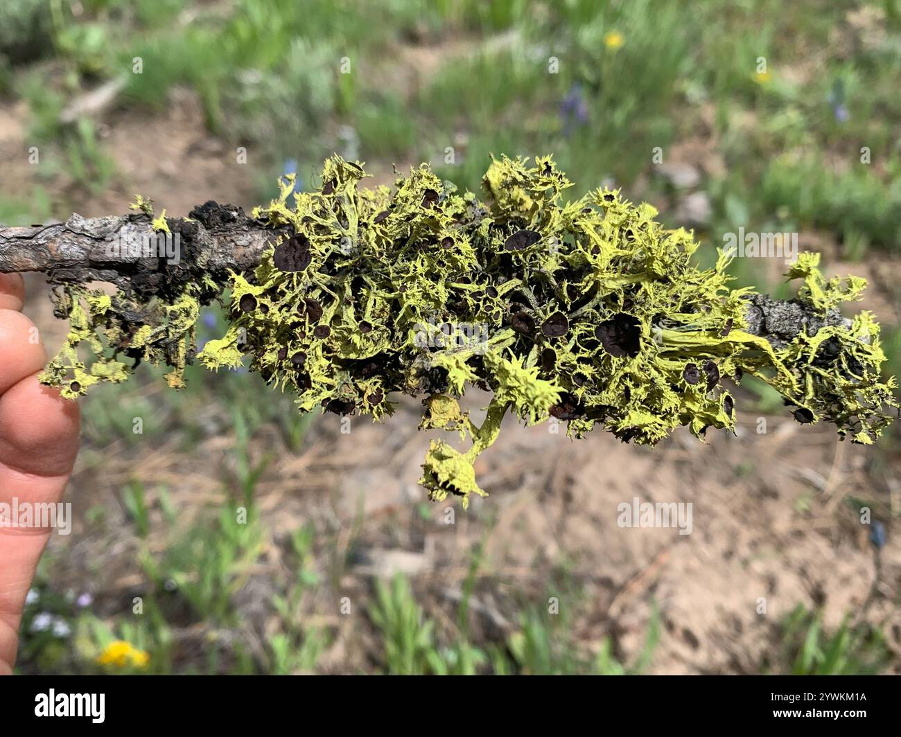 Brown-eyed Wolf Lichen (Letharia columbiana Stock Photo - Alamy