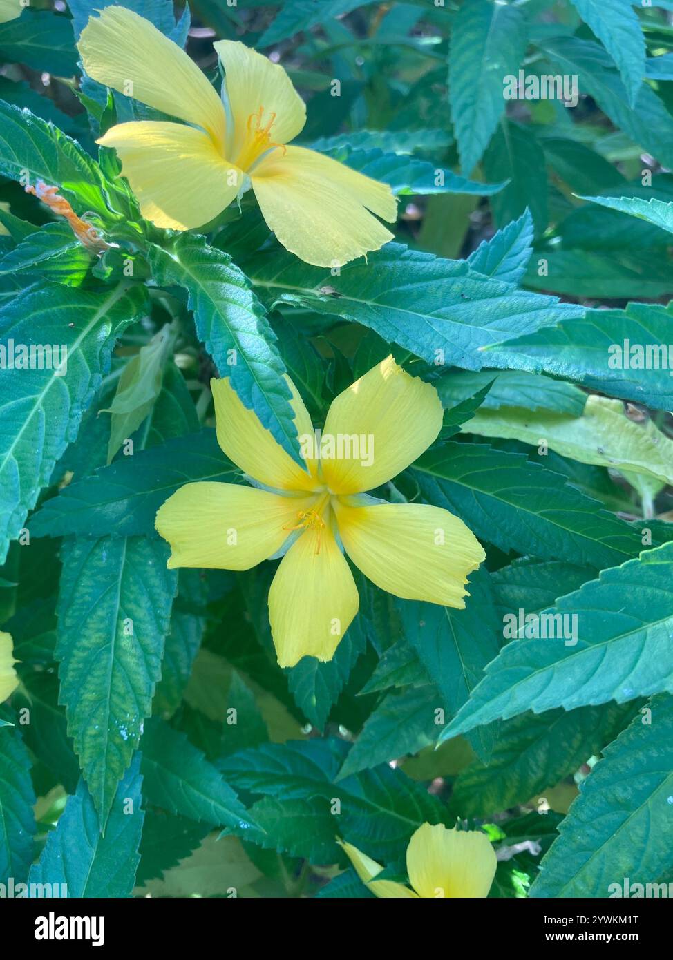 Yellow alder (Turnera ulmifolia Stock Photo - Alamy