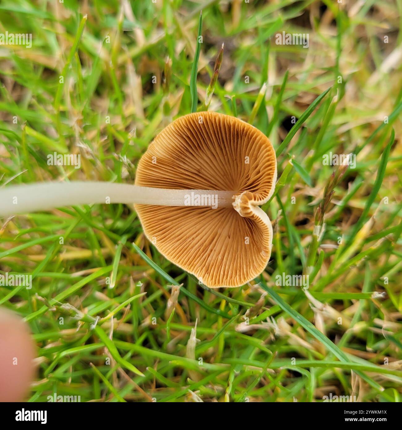 milky conecap (Conocybe apala Stock Photo - Alamy