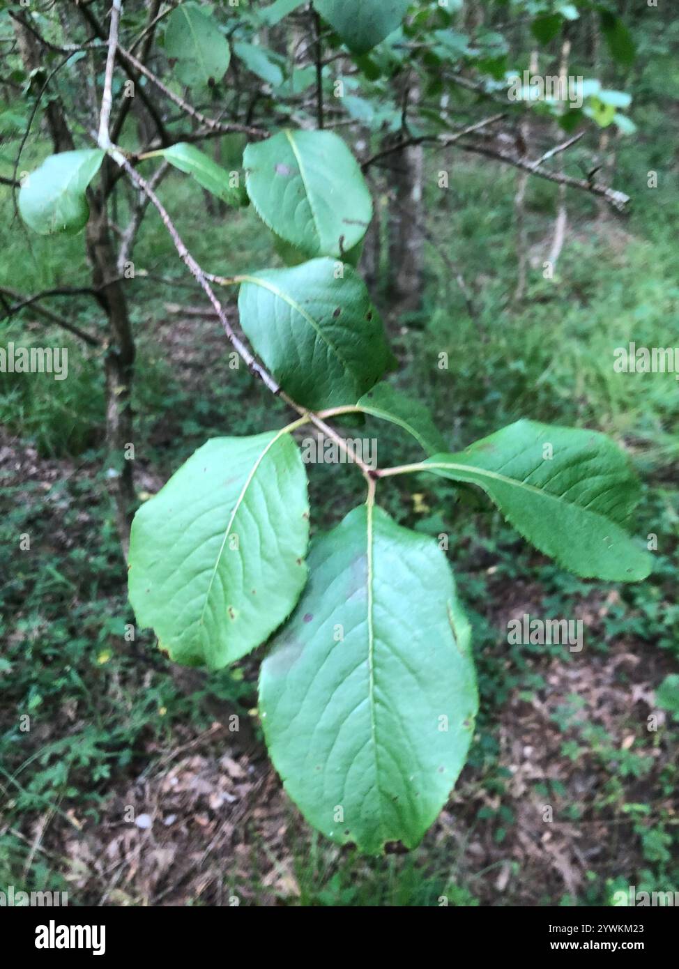 Rusty Blackhaw (Viburnum rufidulum Stock Photo - Alamy