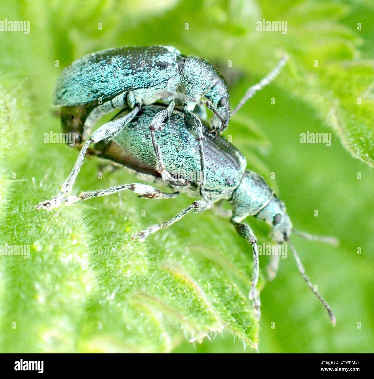 Nettle weevil (Phyllobius pomaceus Stock Photo - Alamy