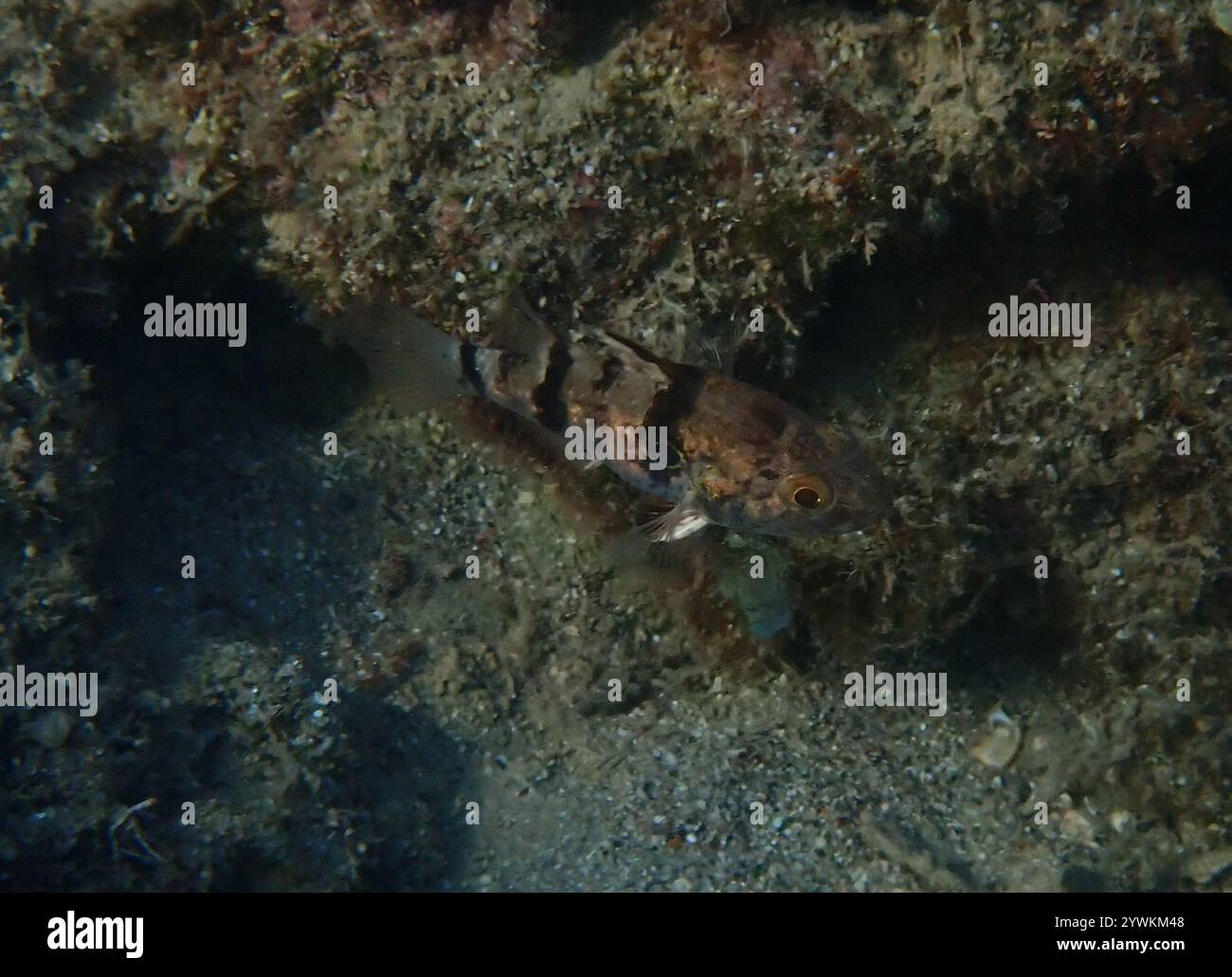 Pharaoh Cardinalfish (Apogonichthyoides pharaonis Stock Photo - Alamy