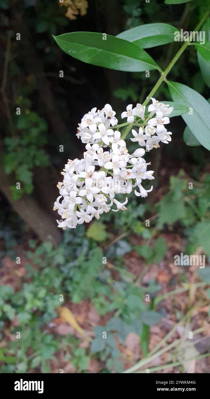 Common Privet (Ligustrum vulgare Stock Photo - Alamy