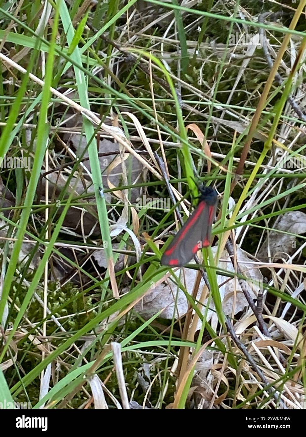 Cinnabar moth (Tyria jacobaeae Stock Photo - Alamy