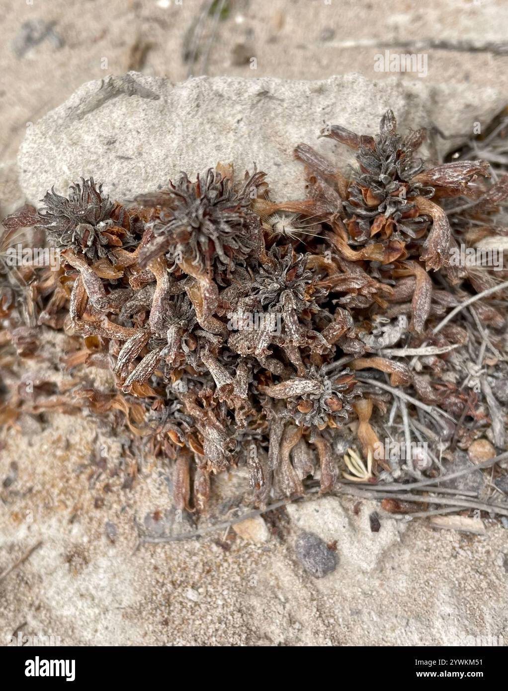 Chaparral Broomrape (Aphyllon tuberosum Stock Photo - Alamy