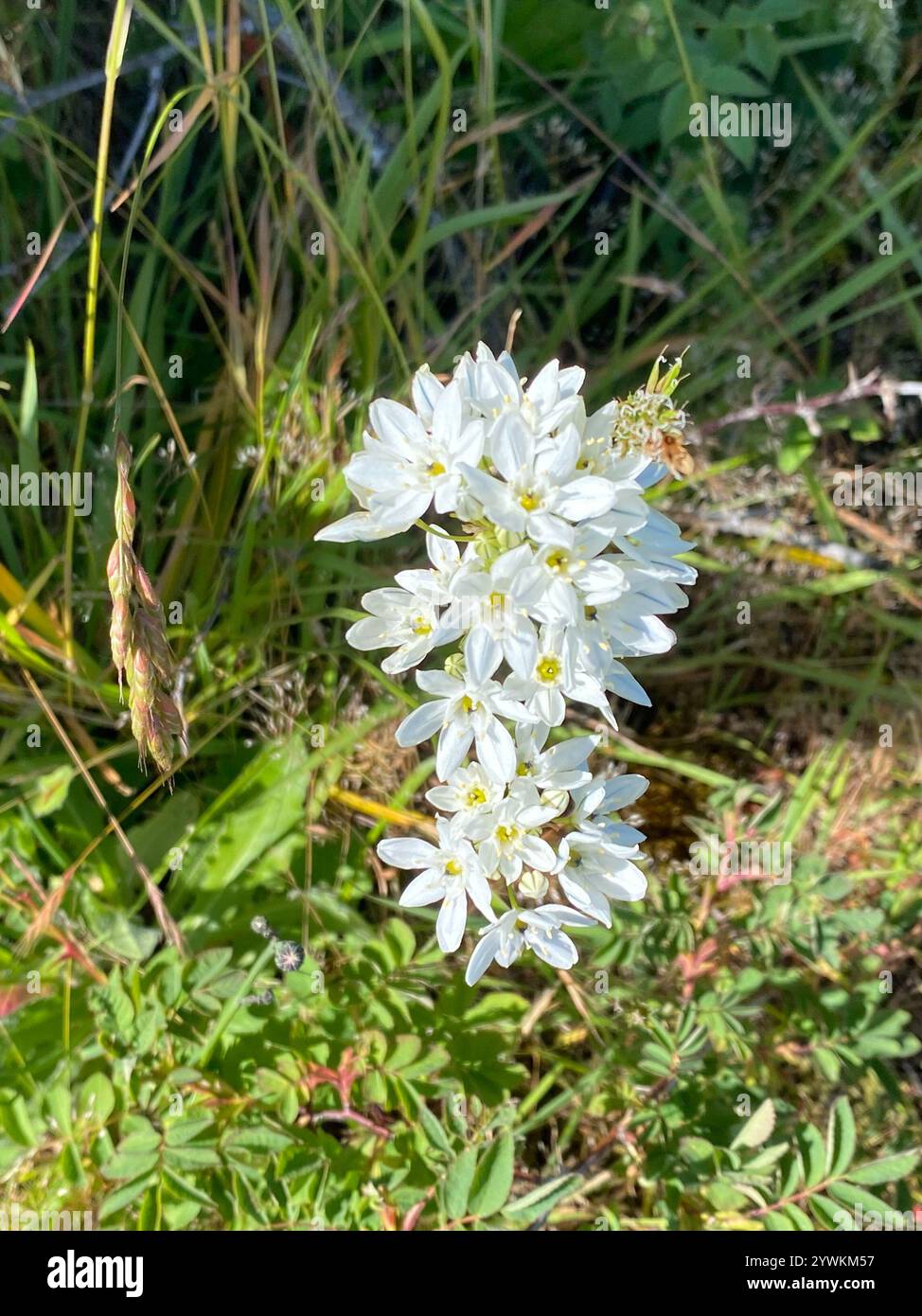 white brodiaea (Triteleia hyacinthina Stock Photo - Alamy