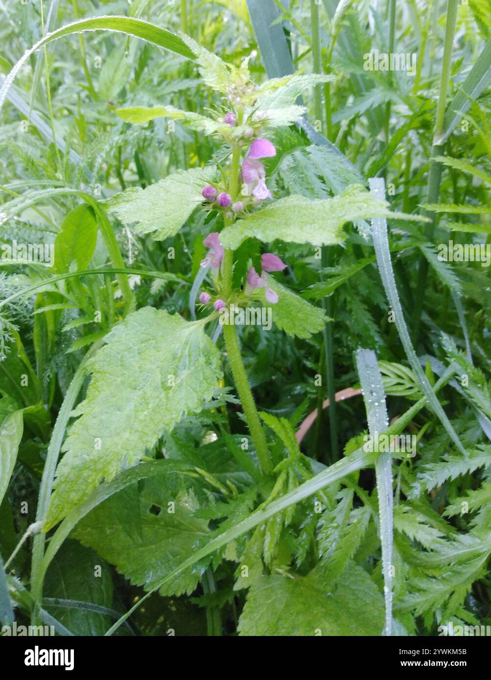 Spotted deadnettle (Lamium maculatum Stock Photo - Alamy