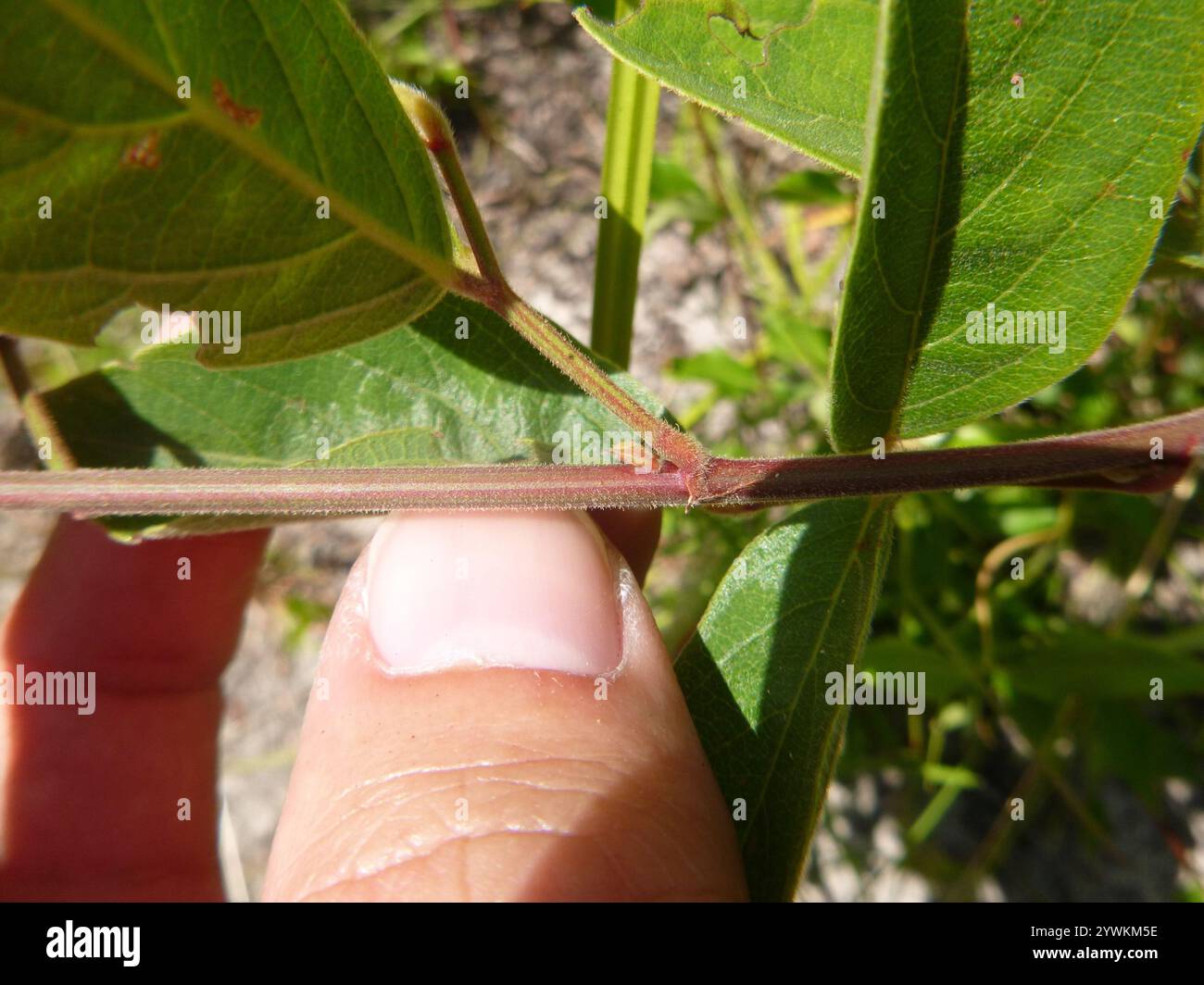 tall tick-trefoil (Desmodium glabellum Stock Photo - Alamy