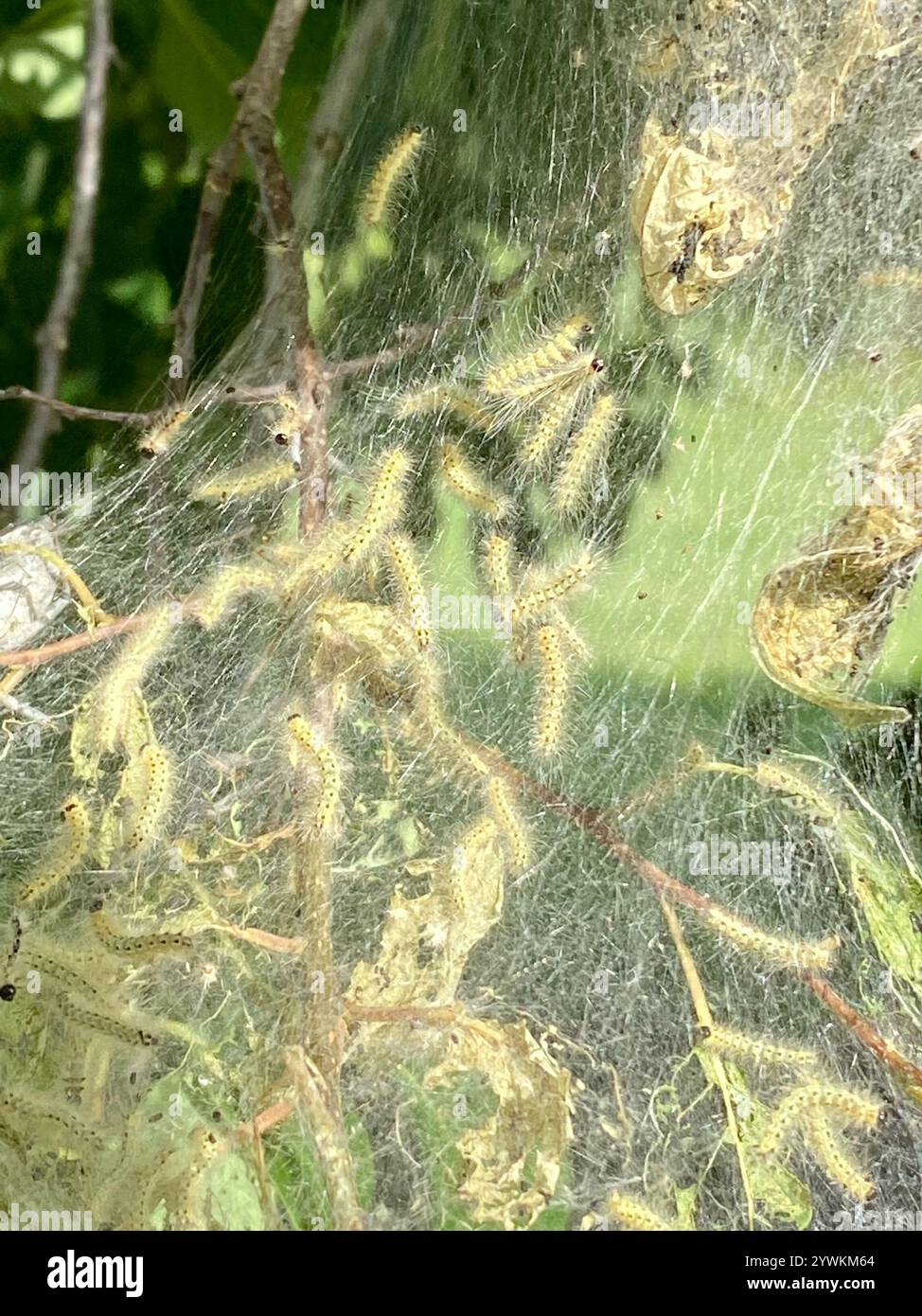 Fall Webworm Moth (Hyphantria cunea Stock Photo - Alamy