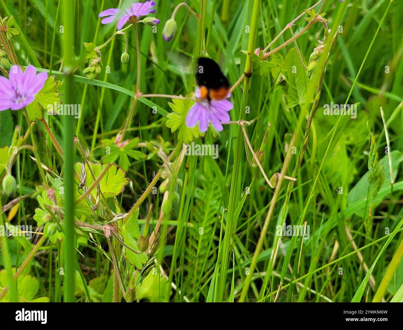 Red-tailed Bumble Bee (Bombus lapidarius Stock Photo - Alamy