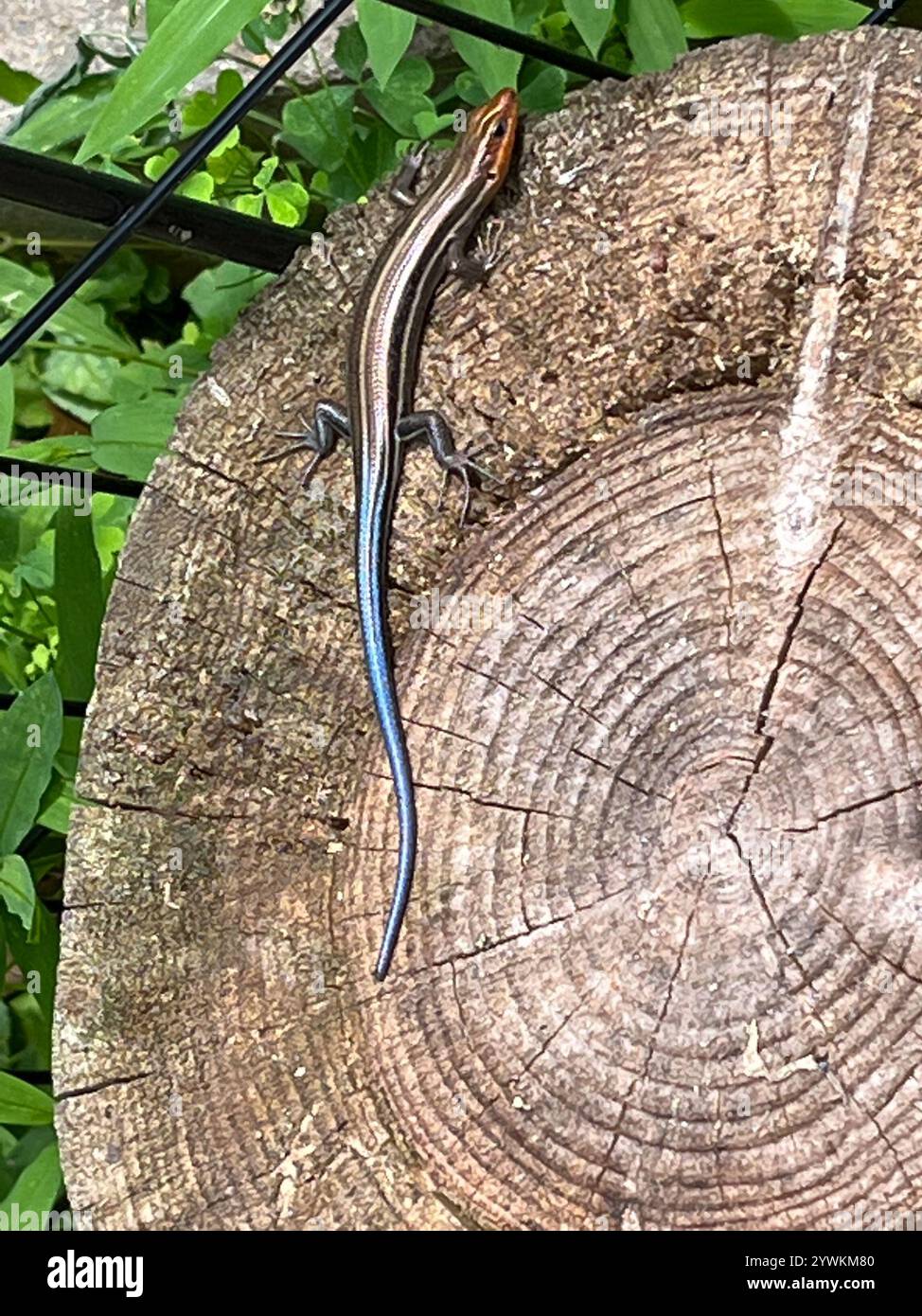 Common Five-lined Skink (Plestiodon fasciatus Stock Photo - Alamy