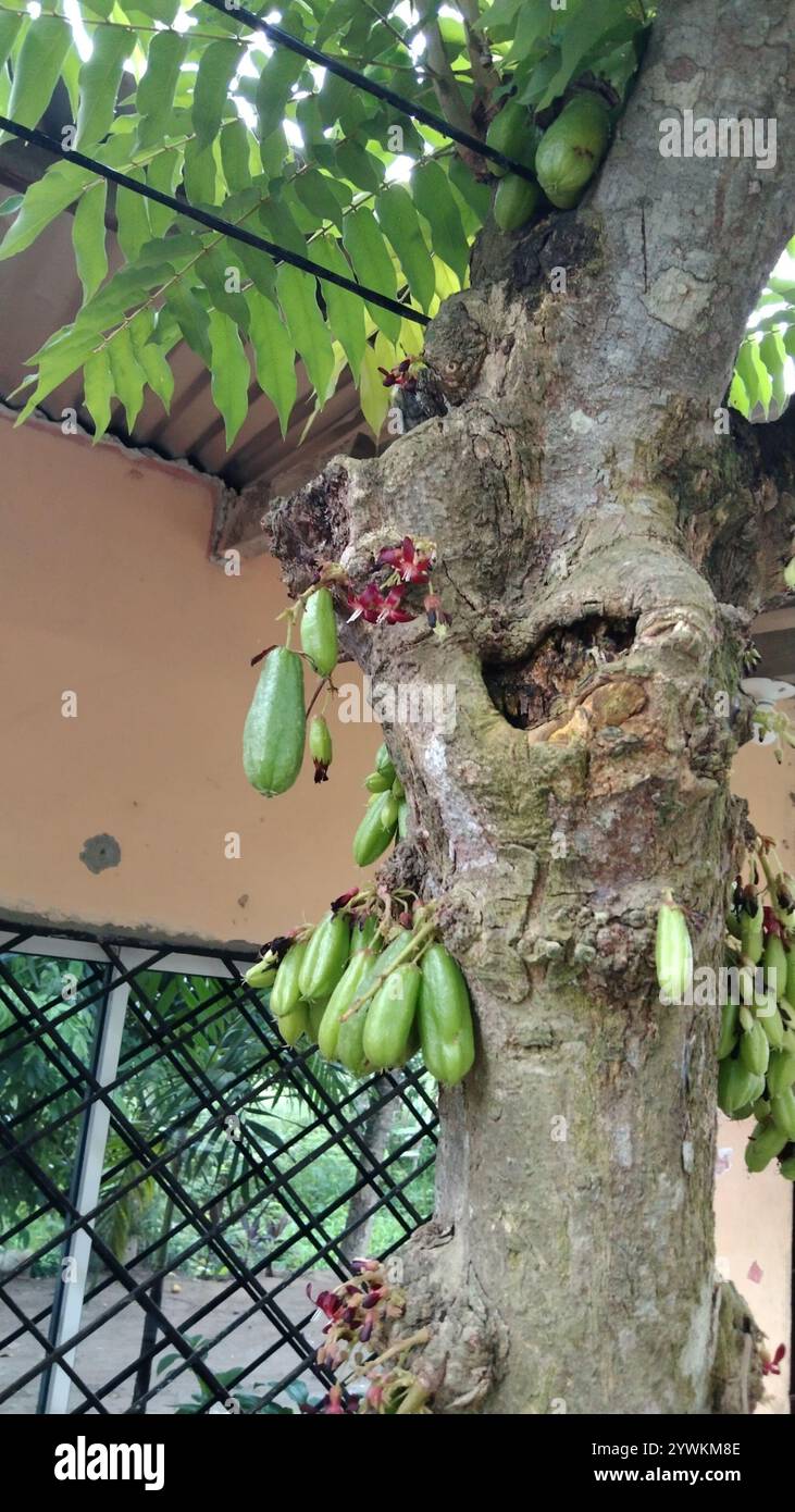 Bilimbi (Averrhoa bilimbi Stock Photo - Alamy