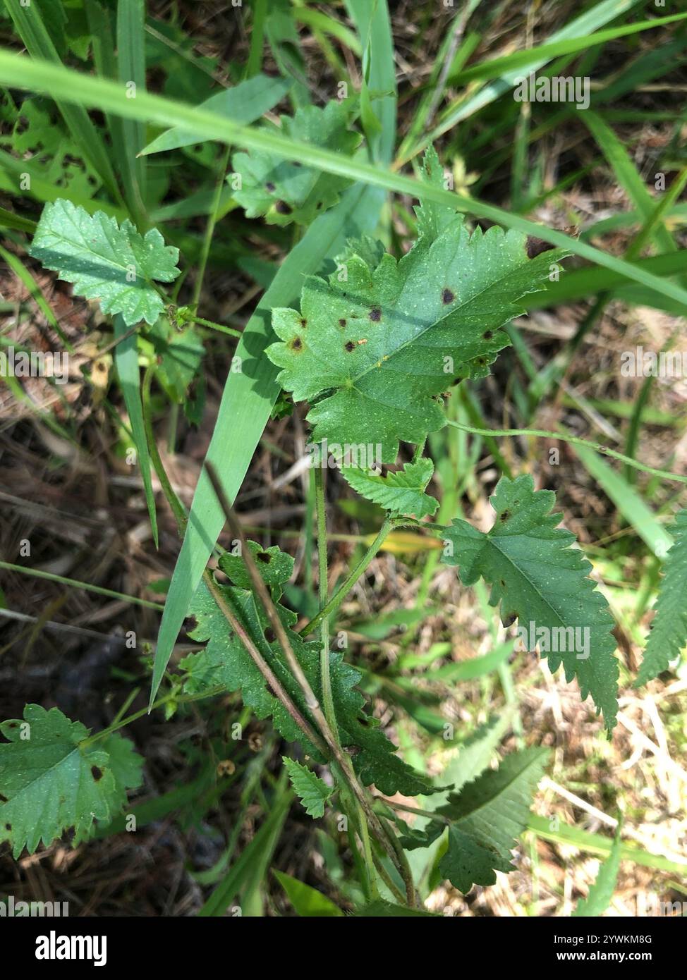 Nettleleaf Noseburn (Tragia urticifolia Stock Photo - Alamy