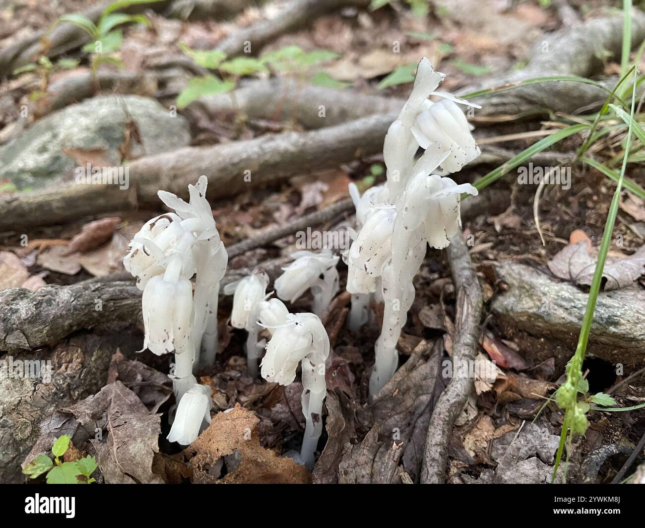 Ghost Pipe (Monotropa uniflora Stock Photo - Alamy