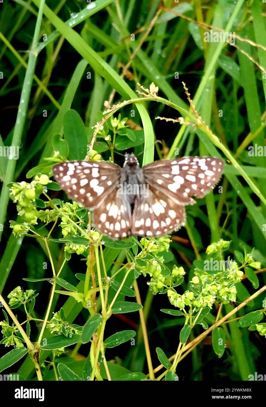 Orcus Checkered-Skipper (Burnsius orcus Stock Photo - Alamy