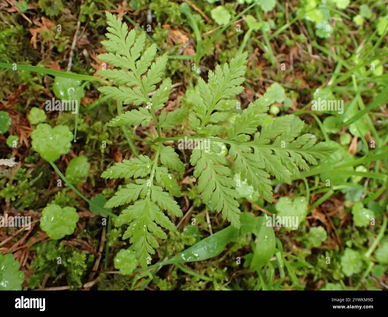 rattlesnake fern (Botrypus virginianus Stock Photo - Alamy