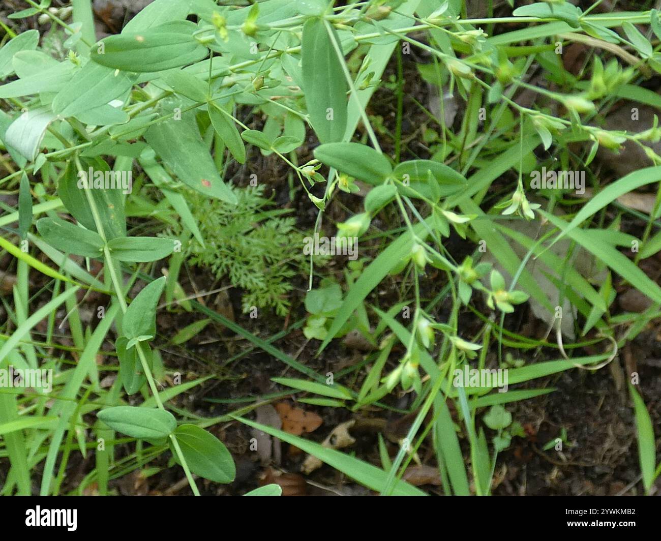 Dwarf St. John's Wort (Hypericum mutilum Stock Photo - Alamy