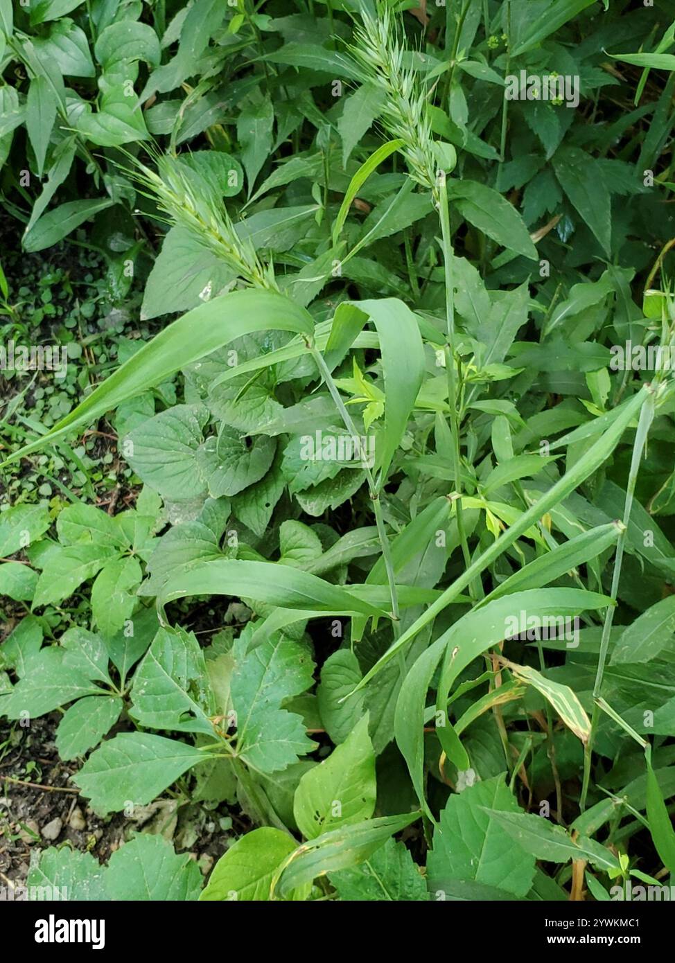 MacGregor's Wildrye (Elymus macgregorii Stock Photo - Alamy