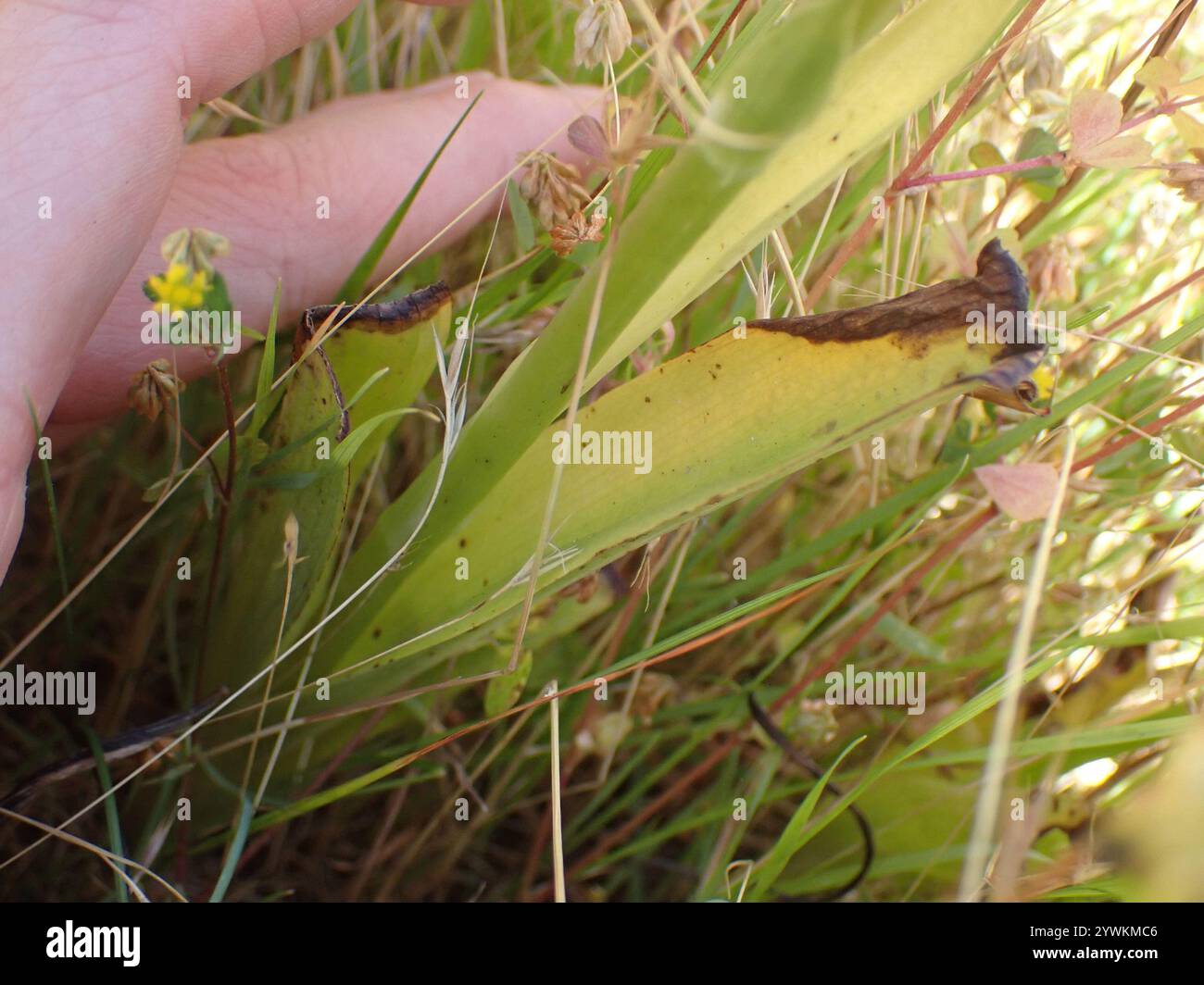 Elegant piperia hi-res stock photography and images - Alamy