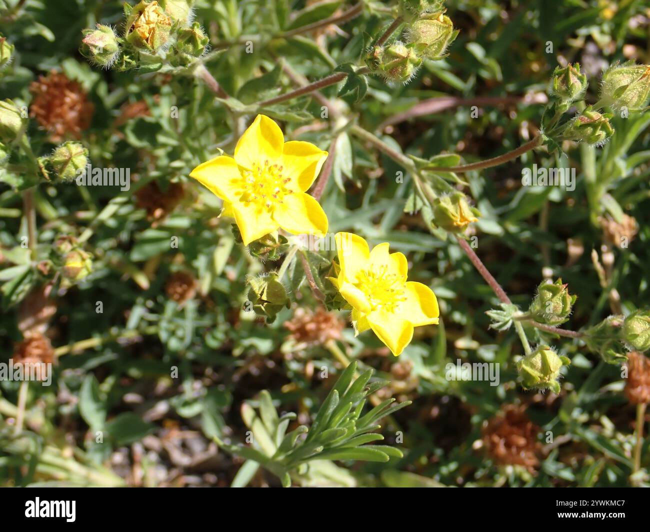 Potentilla gracilis hi-res stock photography and images - Alamy