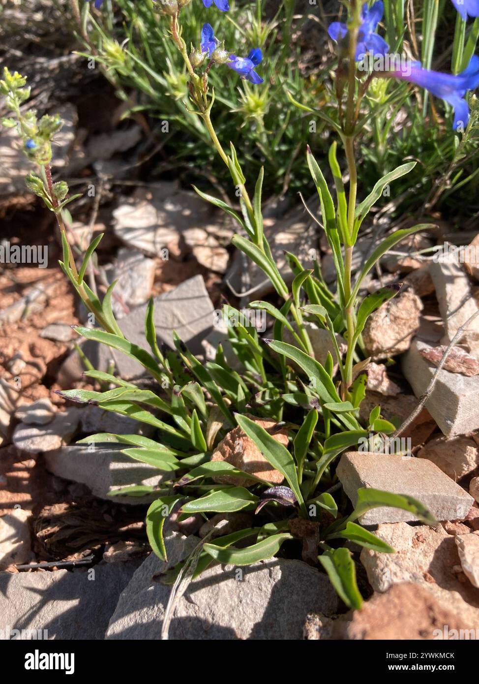 Low Beardtongue (Penstemon humilis Stock Photo - Alamy