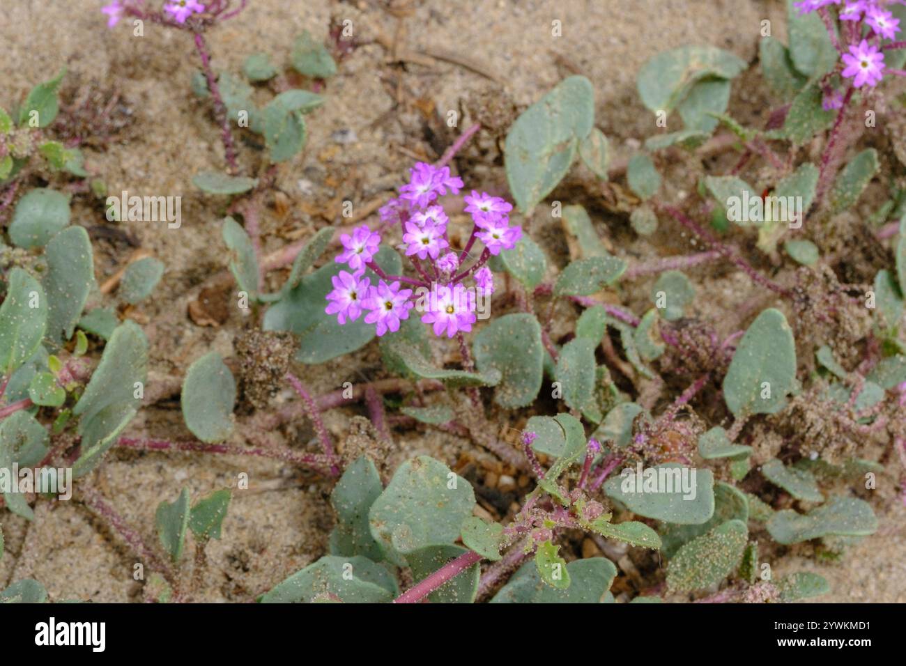 Pink Sand Verbena (Abronia umbellata Stock Photo - Alamy