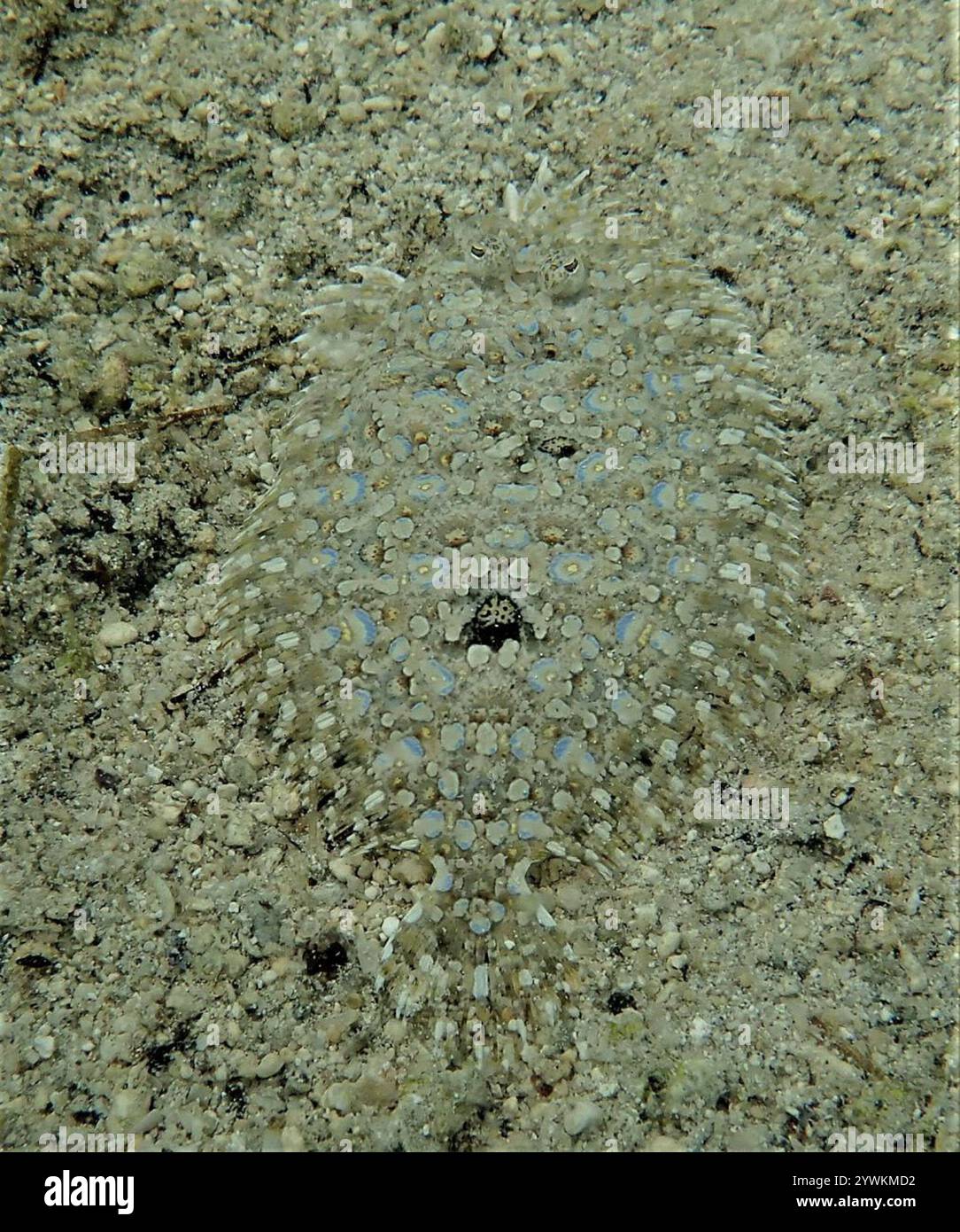 Panther Flounder (Bothus pantherinus Stock Photo - Alamy