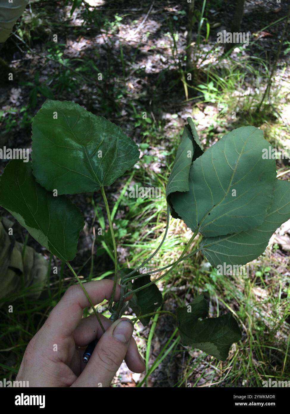 Swamp Cottonwood (Populus heterophylla Stock Photo - Alamy