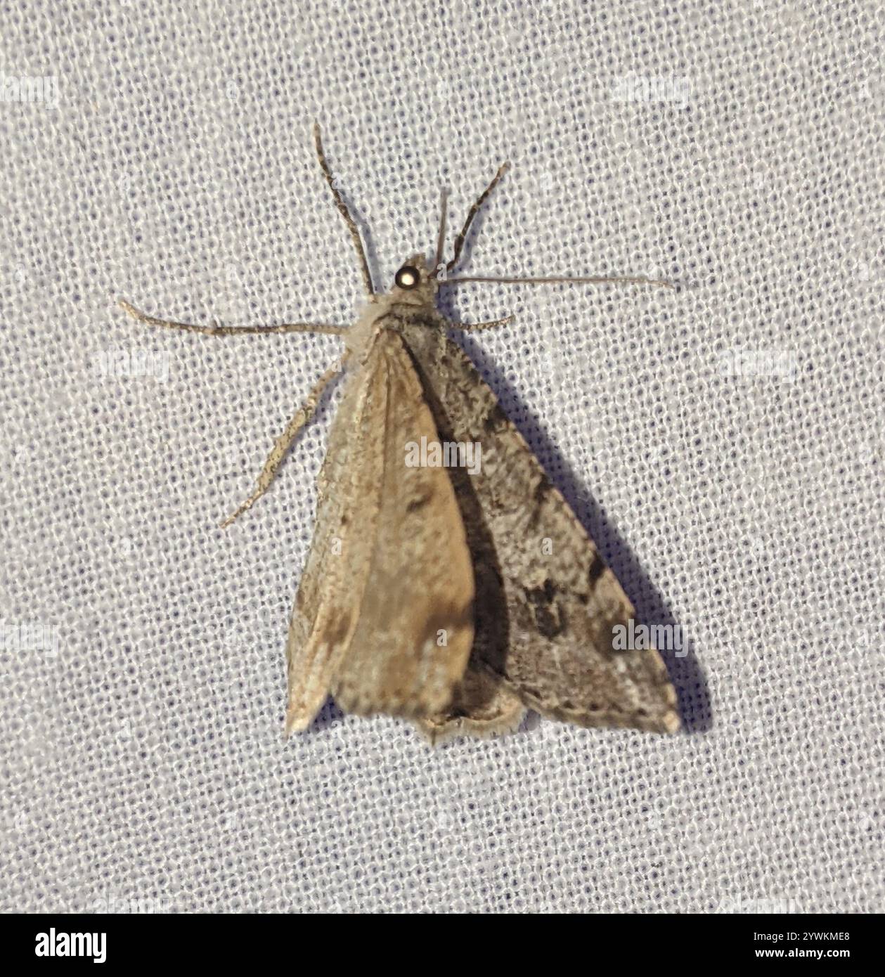 Pale-marked Angle (Macaria signaria Stock Photo - Alamy