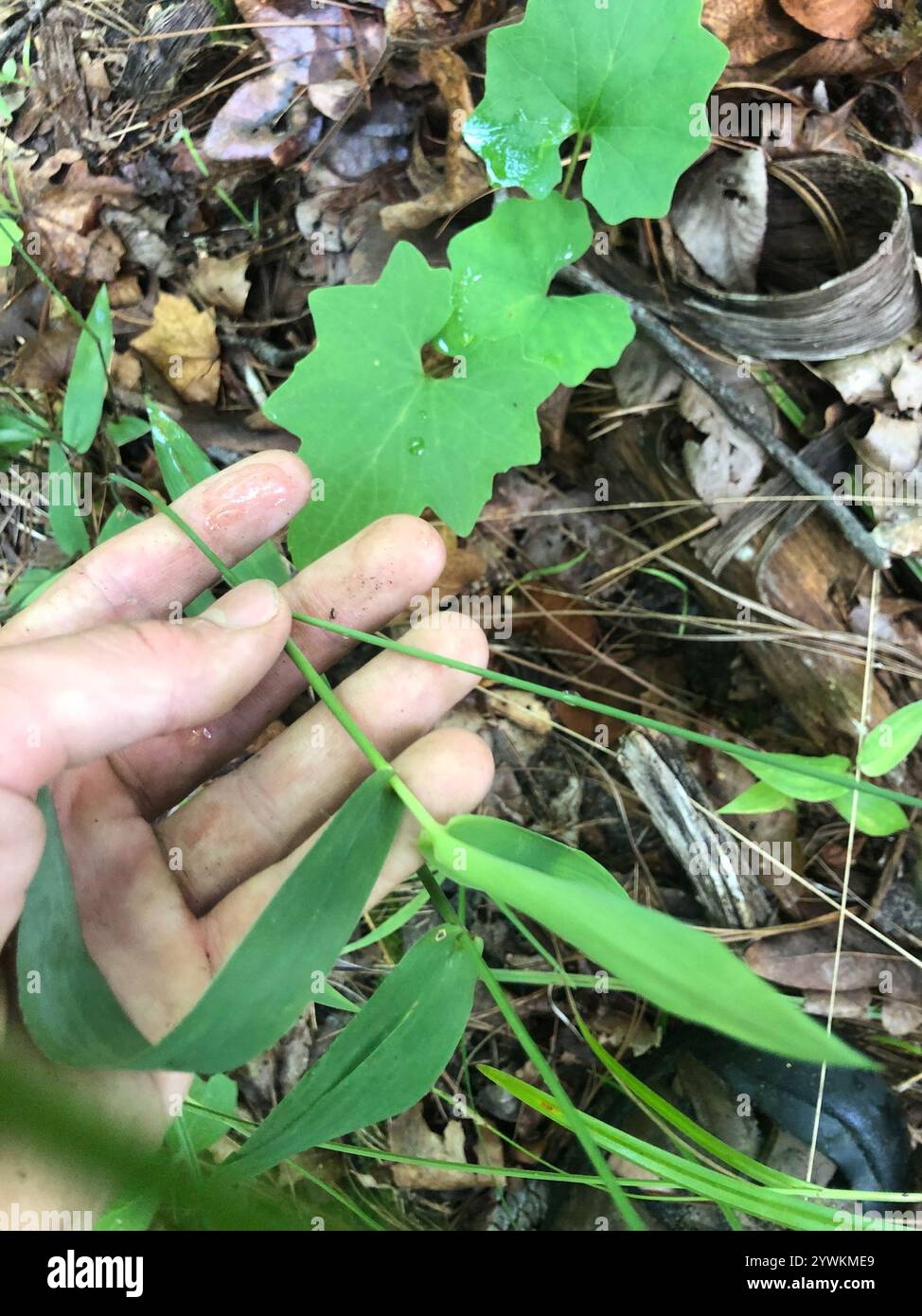 Variable Witchgrass (Dichanthelium commutatum commutatum Stock Photo ...