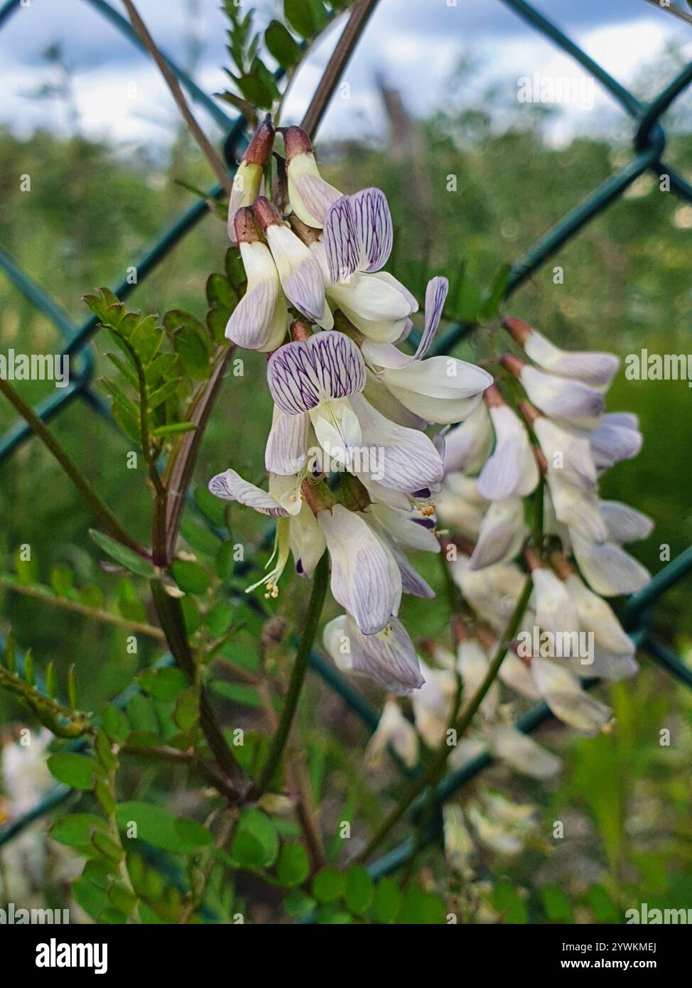 Wood Vetch (Vicia sylvatica Stock Photo - Alamy