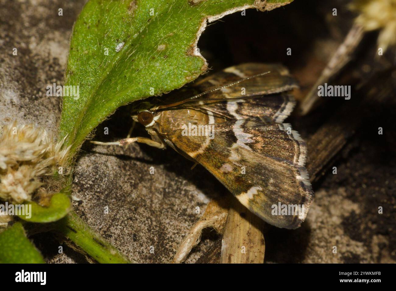 Spotted Beet Webworm Moth (Hymenia perspectalis Stock Photo - Alamy