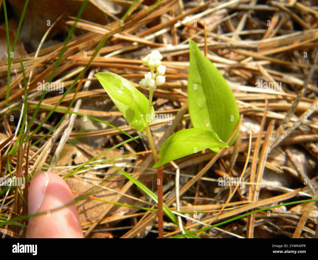Canada mayflower (Maianthemum canadense Stock Photo - Alamy