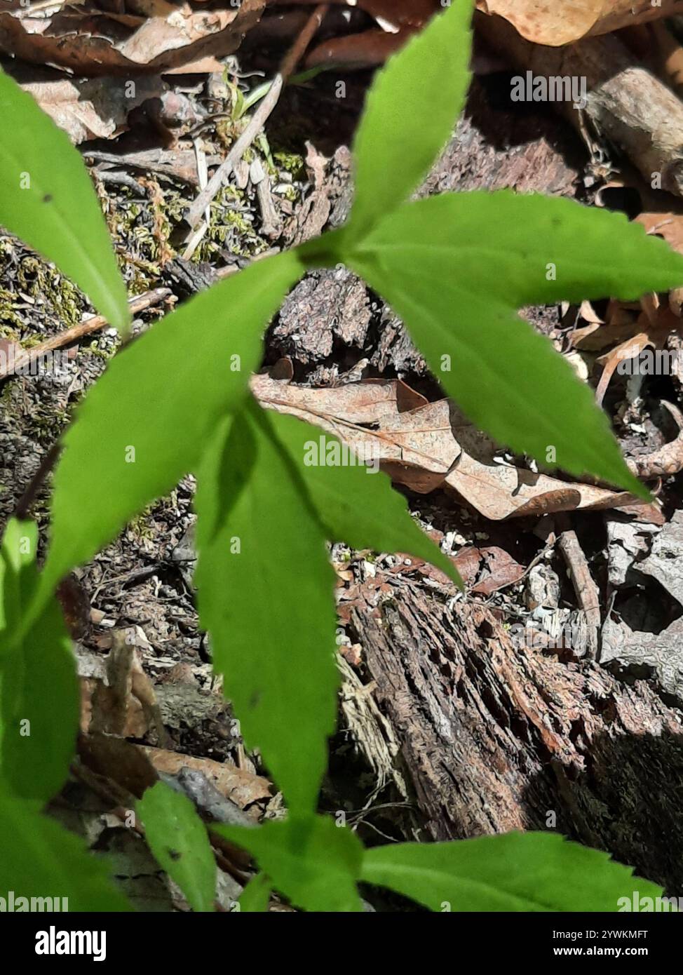 whorled wood aster (Oclemena acuminata Stock Photo - Alamy