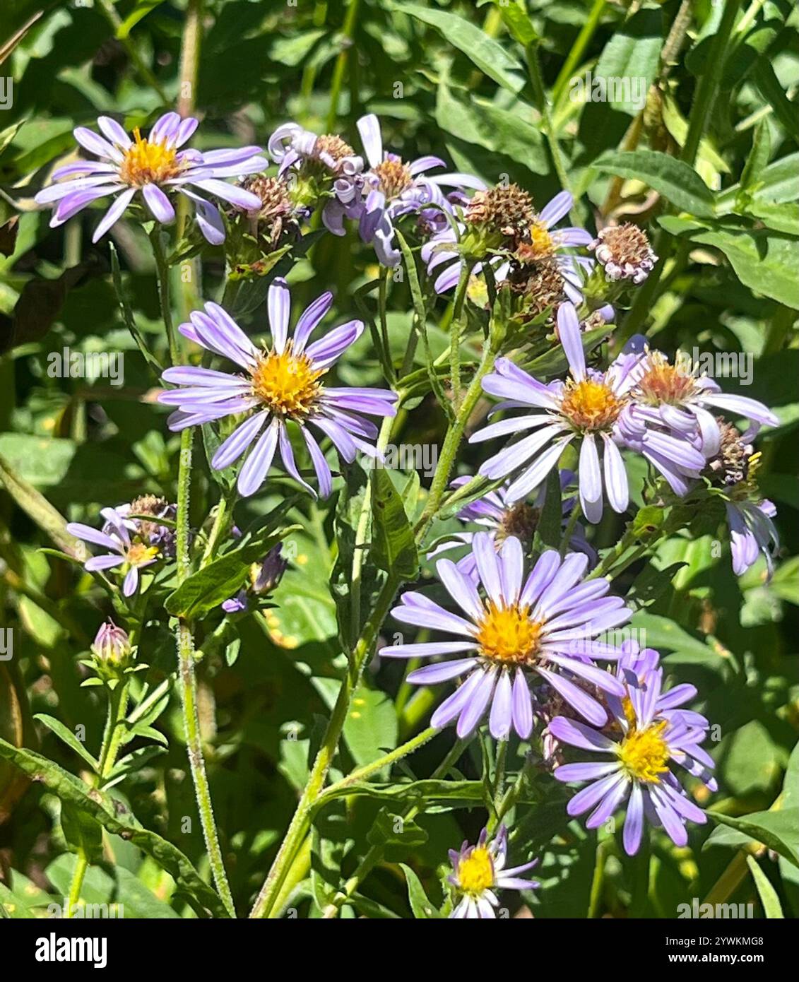 Pacific Aster (Symphyotrichum chilense Stock Photo - Alamy
